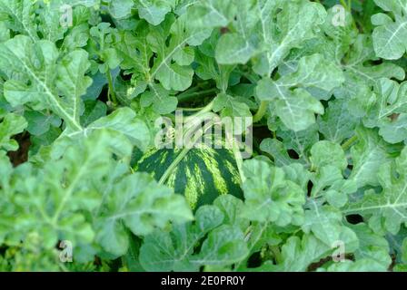 Watermelon (Citrullus lanatus lanatus) is a annual prostrate plant ...