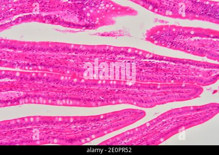 Small intestine, light micrograph Stock Photo - Alamy
