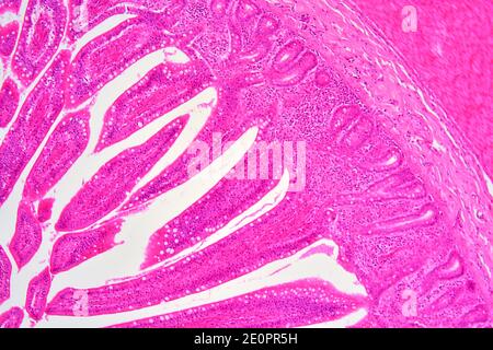 Small intestine. Light micrograph of a section through the finger-like ...