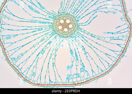 Root of rice (Oriza sativa) showing from outside to inside: rhizodermis ...
