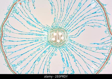 Root of rice (Oriza sativa) showing from outside to inside: rhizodermis ...