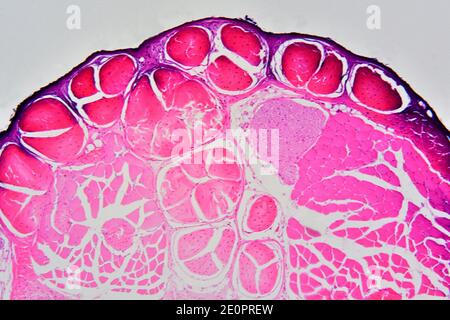 Mouse tail cross section showing from outside to inside: epidermis ...