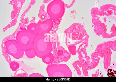 Frog ovary showing oogonias, immature oocytes, mature oocytes, germinal ...