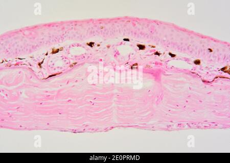 Frog Skin Microscope