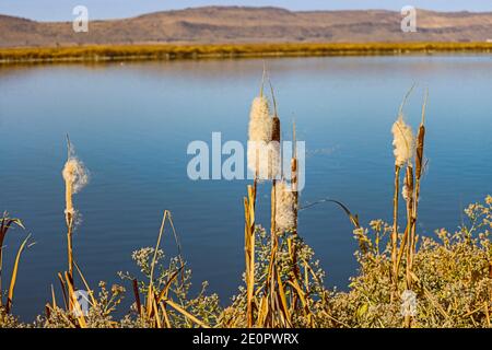 Tule Cattail Typha domingensis Stock Photo - Alamy