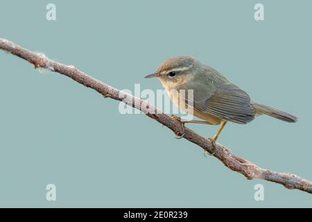 Dusky Warbler perching on a perch isoled on light blue background Stock ...