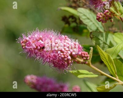 Pink flower spike of rose spirea, Spiraea douglasii, also known as ...