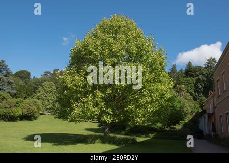 Chinese tulip poplar, Chinese tulip tree, Chinese whitewood ...