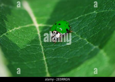 ladybug on big green leaf Stock Photo - Alamy