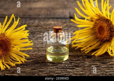 A bottle of elecampane essential oil with fresh Inula helenium flowers ...