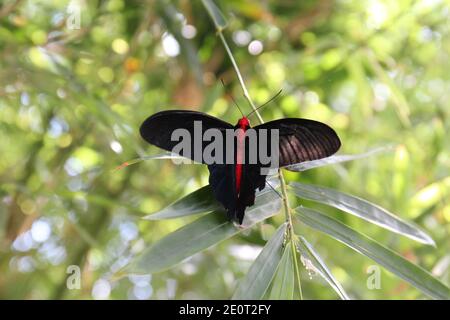 Common rose (butterfly), Red-bodied swallowtail (Pachliopta ...