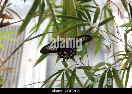 Common rose (butterfly), Red-bodied swallowtail (Pachliopta ...