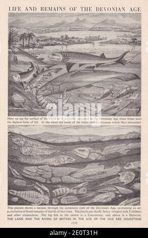Illustrations of Devonian fossils Stock Photo - Alamy