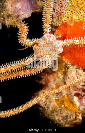 The long-arm brittle star, Ophionereis porrecta, is found from the ...