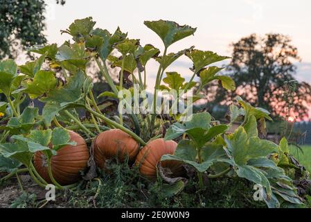 Three Orange Pumpkins Wait For Harvest On The Field Stock Photo - Alamy