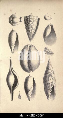 Lessons on shells (Plate II) (8957723613 Stock Photo - Alamy