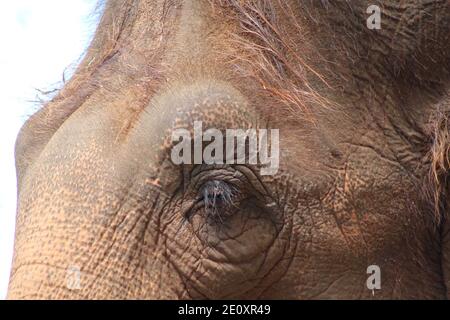 hairy asian elephant head detail Stock Photo - Alamy
