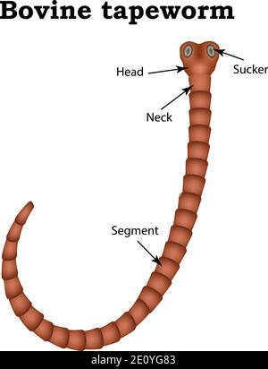 The structure of the pork tapeworm. Vector illustration on isolated ...