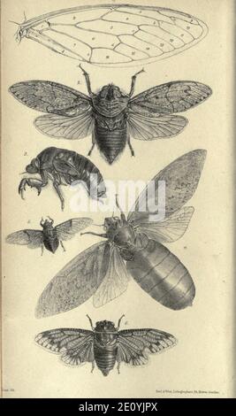 List of the ... homopterous Insects in the ... Museum BHL1202971 Stock ...
