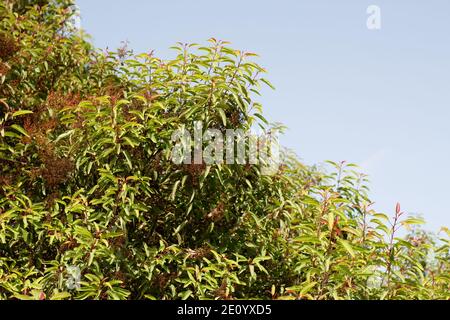 Dense upright habit, Laurel Sumac, Malosma Laurina, Anacardiaceae ...