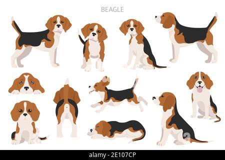 Beagle infographic. Different poses, Beagle puppy. Vector illustration ...