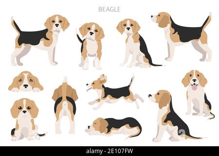 Beagle infographic. Different poses, Beagle puppy. Vector illustration ...