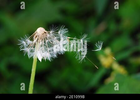 Sprout new growth of wind blown tree seed sycamore in morning dew ...