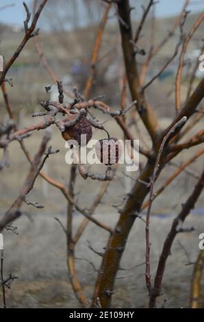 Sick branches of an apple tree, a rotten apple hangs on a tree. Deep ...
