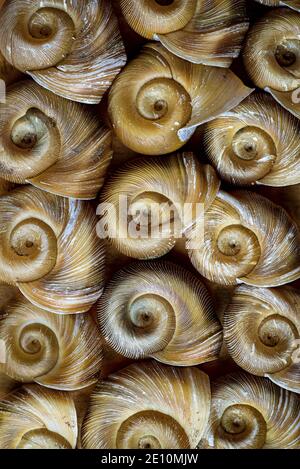Shells of ramshorn snails (family Planorbidae), a freshwater species ...