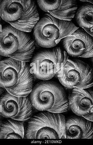 Ramshorn snail or Ram's Horn snail in an aquarium. It is a freshwater ...