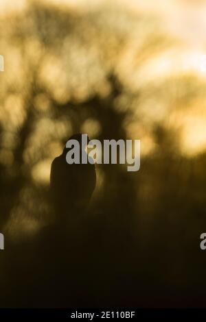 A Lanner Falcon at the Hawk Conservancy Trust, Andover Stock Photo - Alamy