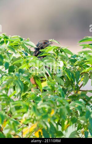 Madagascar Coucal (Centropus toulou) Aves Stock Photo - Alamy