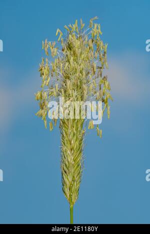 Grasses pollen flying, foxtail pollen flying Stock Photo - Alamy