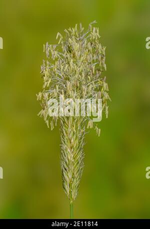 Grasses pollen flying, Foxtail pollen flying, Grass Pollenless, Flying ...