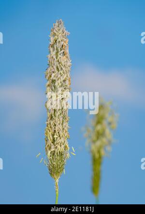 Grasses pollen flying, foxtail pollen flying, blühendes Gras, Grasblüte ...