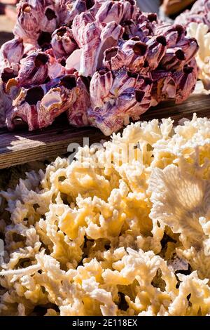 Shells and souvenirs shop in Key West, Florida, USA Stock Photo - Alamy