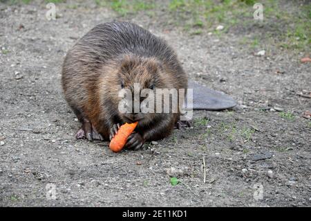 Beaver eating a carrot Stock Photo - Alamy