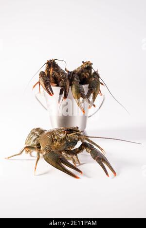 Crayfish live placed into metallic bucket isolated on a white ...
