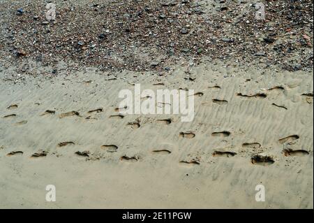 double track of footsteps footprints going horizontally across ...