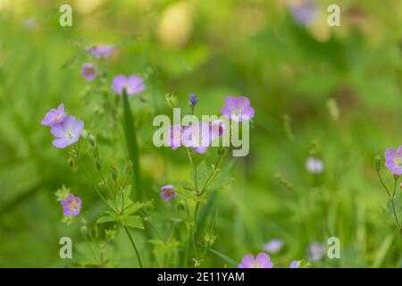 Wild geranium growing in a northern Wisconsin woodland Stock Photo - Alamy