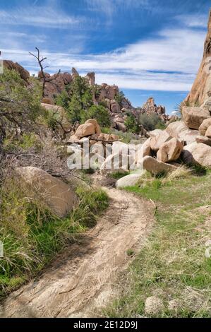 Huge rocks formation and Joshua Trees at Joshua Tree California on a ...