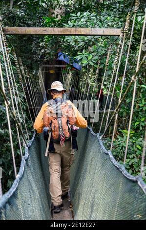Man walking on treetop canopy walkway Stock Photo - Alamy