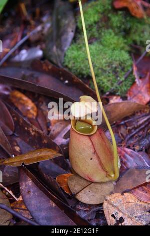 common swamp pitcher plant, tropical pitcher plant (Nepenthes mirabilis ...