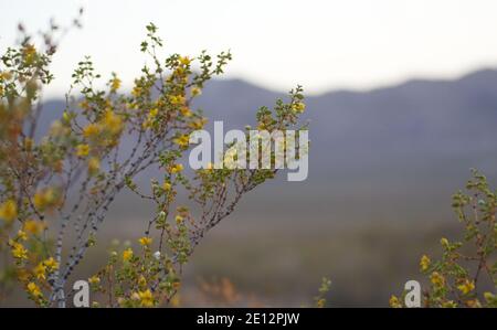 Plant of Jarilla (Larrea divaricata) in bloom near Uspallata, Mendoza ...