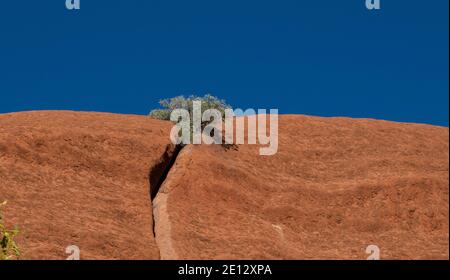 Plants in red desert, Ayers Rock, Uluru, Northern Territory, Australia ...