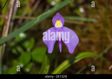 the beautiful violet flower of the Bladderwort Utricularia geminiloba ...