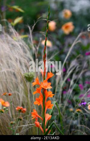 Watsonia pyramidata Peach Glow,Bugle lily,orange,flower,flowers,spike ...