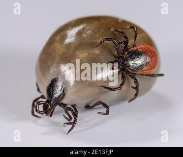the common wood tick (ixodes ricinus) tick Stock Photo - Alamy