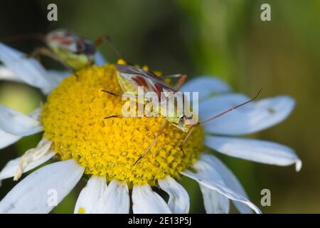 Rotgefleckte Weichwanze, Calocoris roseomaculatus, Weichwanze ...
