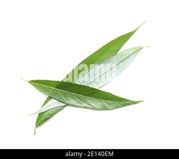 Green osier leaves on white background Stock Photo - Alamy
